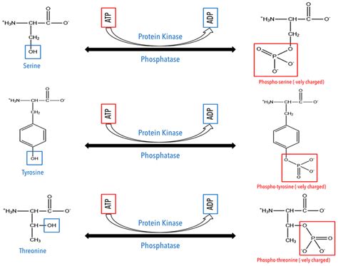 Schematic Representation Of Phosphorylation On Multiple Amino Acids