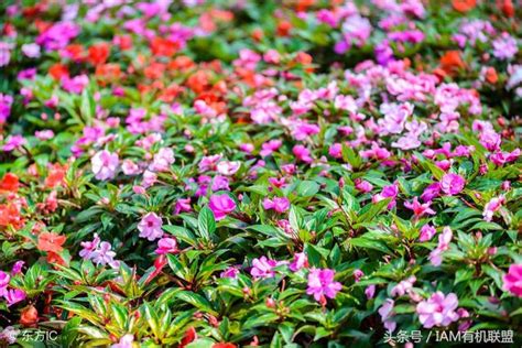 鳳仙花的種植方法鳳仙花的花語是什麼 每日頭條