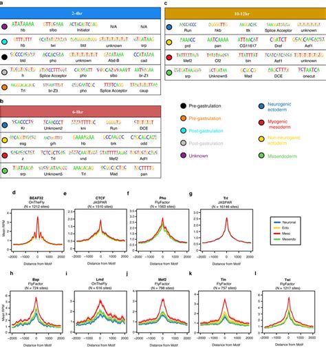 Relationship Between Transcription Factor Binding Motifs And Occupancy