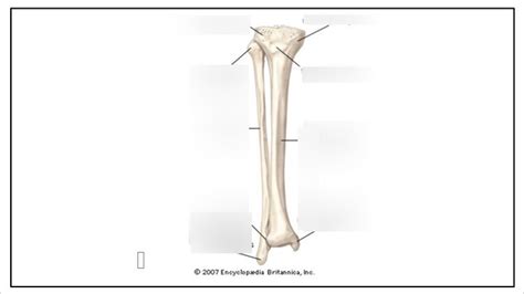 Tib Fib Diagram Quizlet