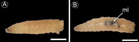 Whole Mounting Of Chrysomya Megacephala Maggots In Third Instar A Download Scientific