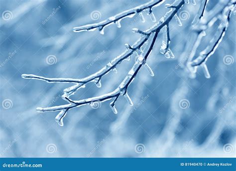 Tree Branches Frozen In The Ice Frozen Tree Branch In Winter Forest Stock Photo Image Of