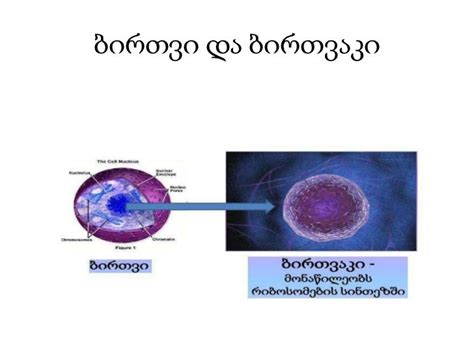 უჯრედის აგებულება