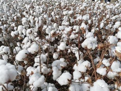 棉花促早栽培关键技术新疆南疆新浪新闻