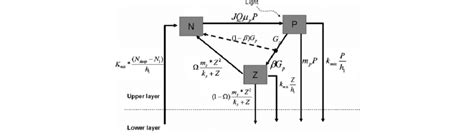 Conceptual Diagram And Equations Of The Npz Model Used The Arrows Download Scientific Diagram
