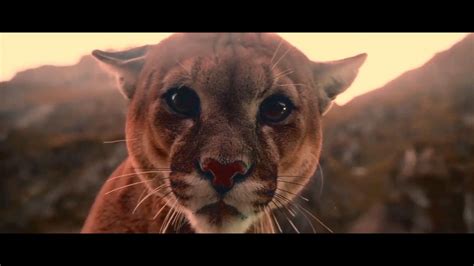 Cougar And Bear Cub YouTube