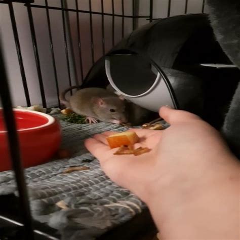 Rat Detection Object Detection Model V3 2024 03 11 11 37pm By Bajang