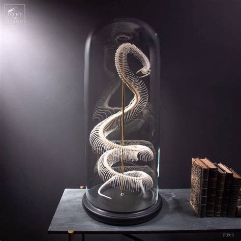 Python Molurus Skeleton