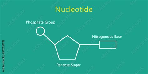 Chemical Structure Of Dna Nucleotide Three Parts Of A Nucleotide Phosphate Group Pentose