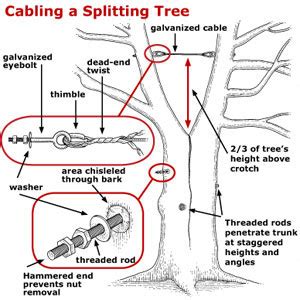 Tree Cabling And Bracing Windsor Essex County