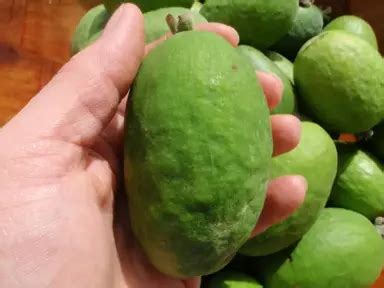 Feijoa Tree Varieties Nz Best Types For Fruit And Hedges