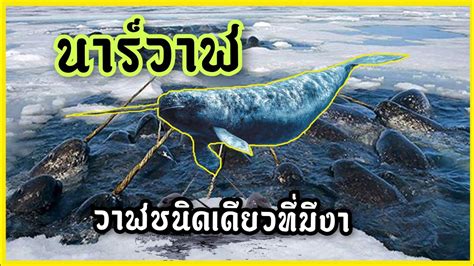 นาร์วาฬ วาฬชนิดเดียวในโลกที่มีงา Youtube