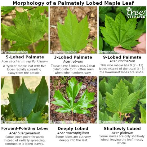 18 Different Types Of Maple Trees And Identifying Features