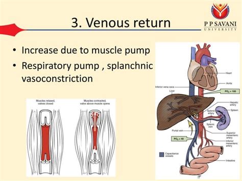 1 Effect Of Exercise On Body Systems Pptx Lung And Respiratory Health Diseases And Conditions