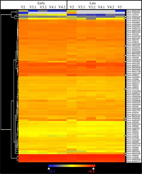 Heat Map Of Expression Of 78 Switchgrass Flowering Time Candidate Gene