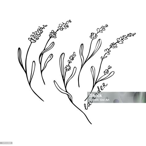 라벤더 흑백 벡터 스케치 제목이 있는 향긋한 프랑스 야생화 손으로 그린 웨딩 허브 식물 프로방스의 야생화의 향기로운 피는 아로마 테라피 향수 낙서 벡터 라벤더 색상 묘사에