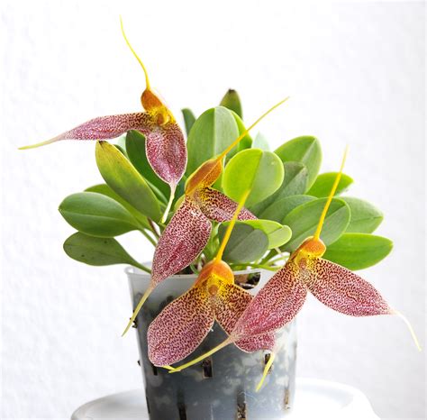 Masdevallia Terraria