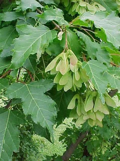 Top 10 Trees To Plant Under Power Lines Trees To Plant Plants Organic Gardening Tips