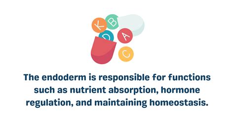 Answered What Are The Three Primary Germ Layers