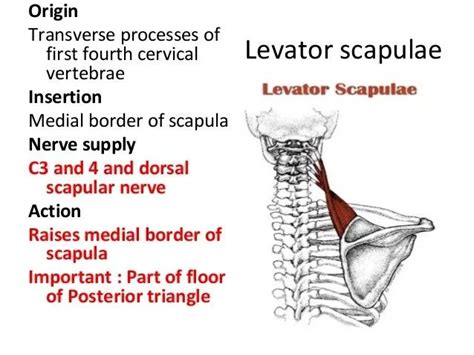 The Levator Scapulae Muscle Origin Insertion Action Function
