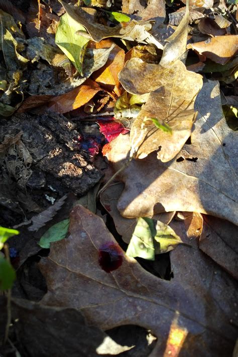 Had To Pee On My Morning Walk This Is What I Left Behind Scrolller