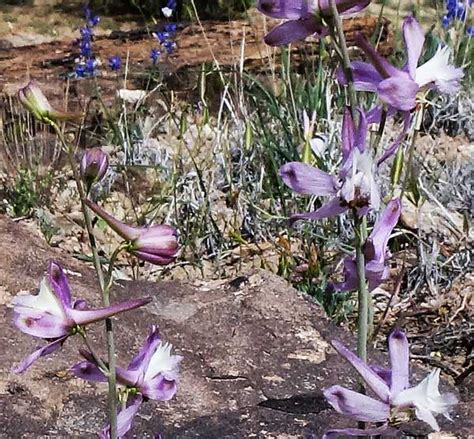 Southwest Colorado Wildflowers Delphinium Scaposum