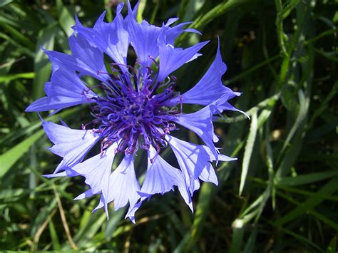 Cornflower Blue