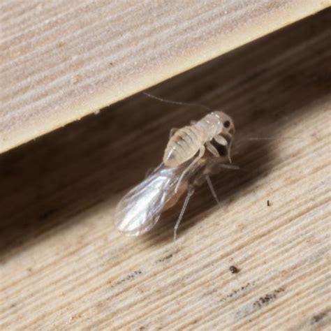 Nanopsocus Oceanicus Bugguide Net