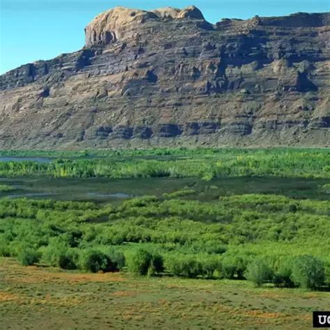 Week 5 Monitoring Invasive Species