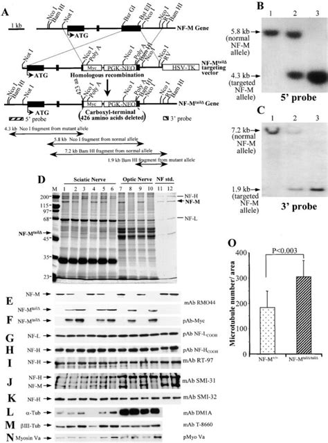 Nf MtailΔ Does Not Alter The Subunit Ratio Of Neurofilament Subunits