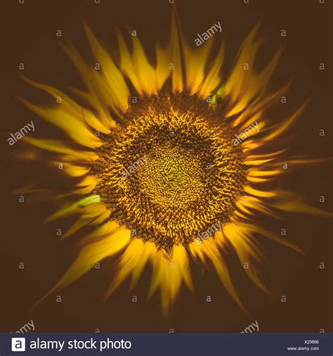Sun Flare High Resolution Stock Photography And Images Alamy