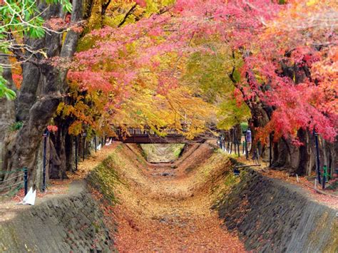 【4人成團】富士山一日遊｜新倉山淺間公園、忍野八海、日川鐘錶店、羅森河口湖站前（東京出發） Kkday