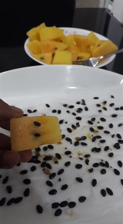 Cara Tanam Pokok Tembikai Di Rumah Semai Dulu Biji Dalam Tisu Basah