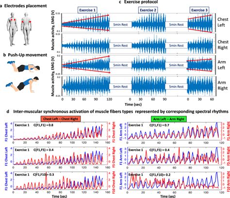 Experimental Set Up Exercise Protocol Raw Emg Data And Spectral Power Download Scientific