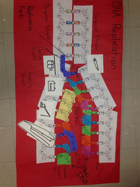 Dna Replication Model Artofit