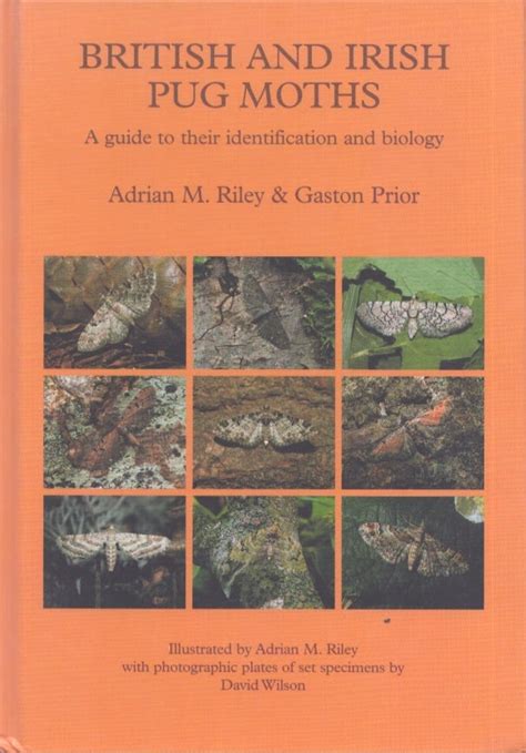 British And Irish Pug Moths A Guide To Their Identification And