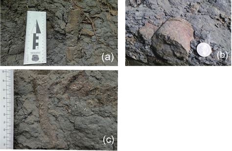 Trace Fossils Observed In The Outcrop Download Scientific Diagram