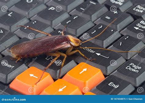 Cockroach Climbing On Keyboard To Present About Computer Attacked From