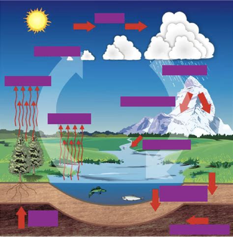 Water Cycle Diagram Quizlet