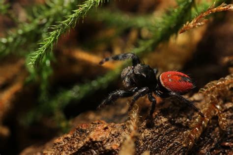 Enigmatic Facts About Red Backed Jumping Spider Facts Net
