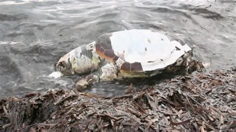 Dead Loggerhead Turtle Stock Video Clip K0044069 Science Photo