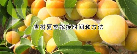 杏树夏季嫁接时间和方法 发财农业网