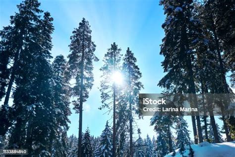 푸른 하늘과 흰 구름에 대 한 산의 풍경입니다 밝은 겨울 사진입니다 겨울에 소나무 숲입니다 태양과 햇빛은 높은 나무를 통해 그들의 길을 만든다 0명에 대한 스톡 사진 및