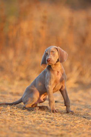 Weimaraner X Springer Spaniel