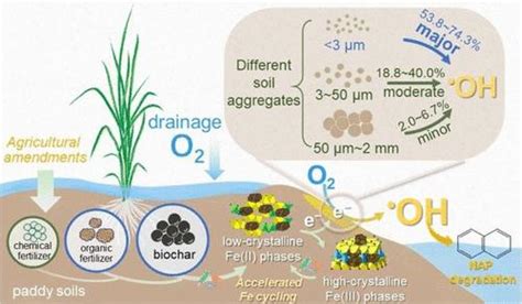 长期应用农业改良剂调节稻田土壤氧化过程中羟基自由基的产生environmental Science And Technology X Mol
