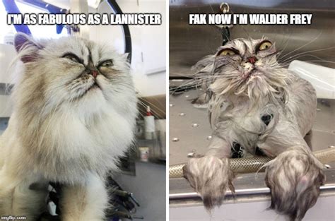 Ugly Cats