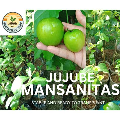 Jujube Mansanitas Jumbo Fruit Grafted Buhay Na Shopee Philippines