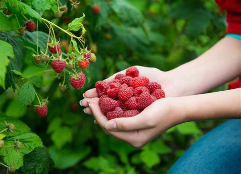 Raspberry Picking Tips To Become A Picking Pro