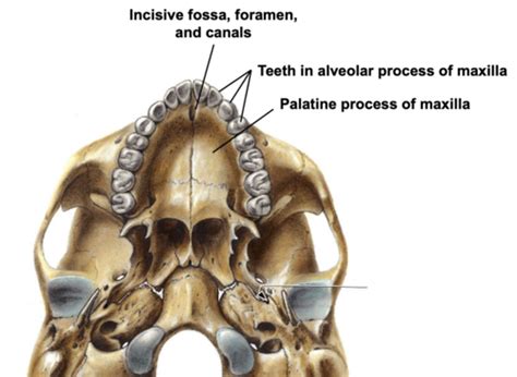 Anatomy Oral Cavity Flashcards Quizlet