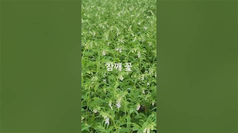 참깨 꽃 피는 시기참깨 Youtube